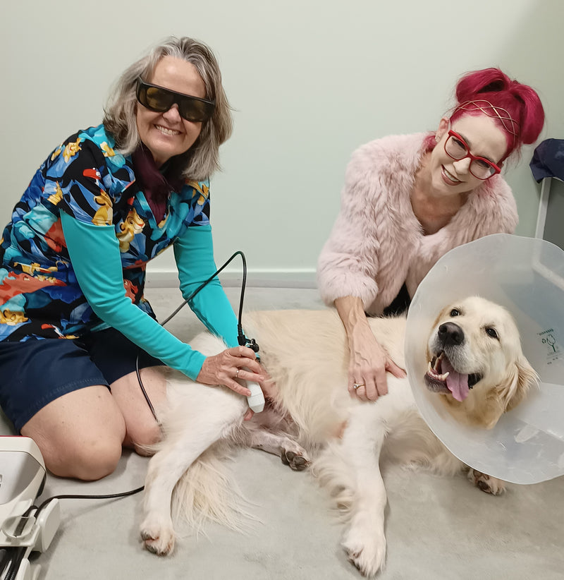 Holistic Vets Newcastle